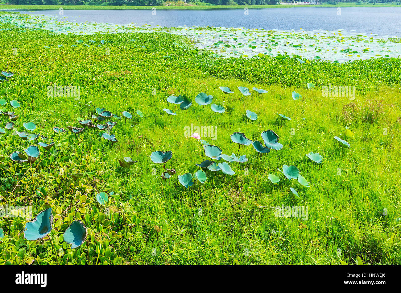 The large green leaves and bright flowers of lotus plants grow at the ...