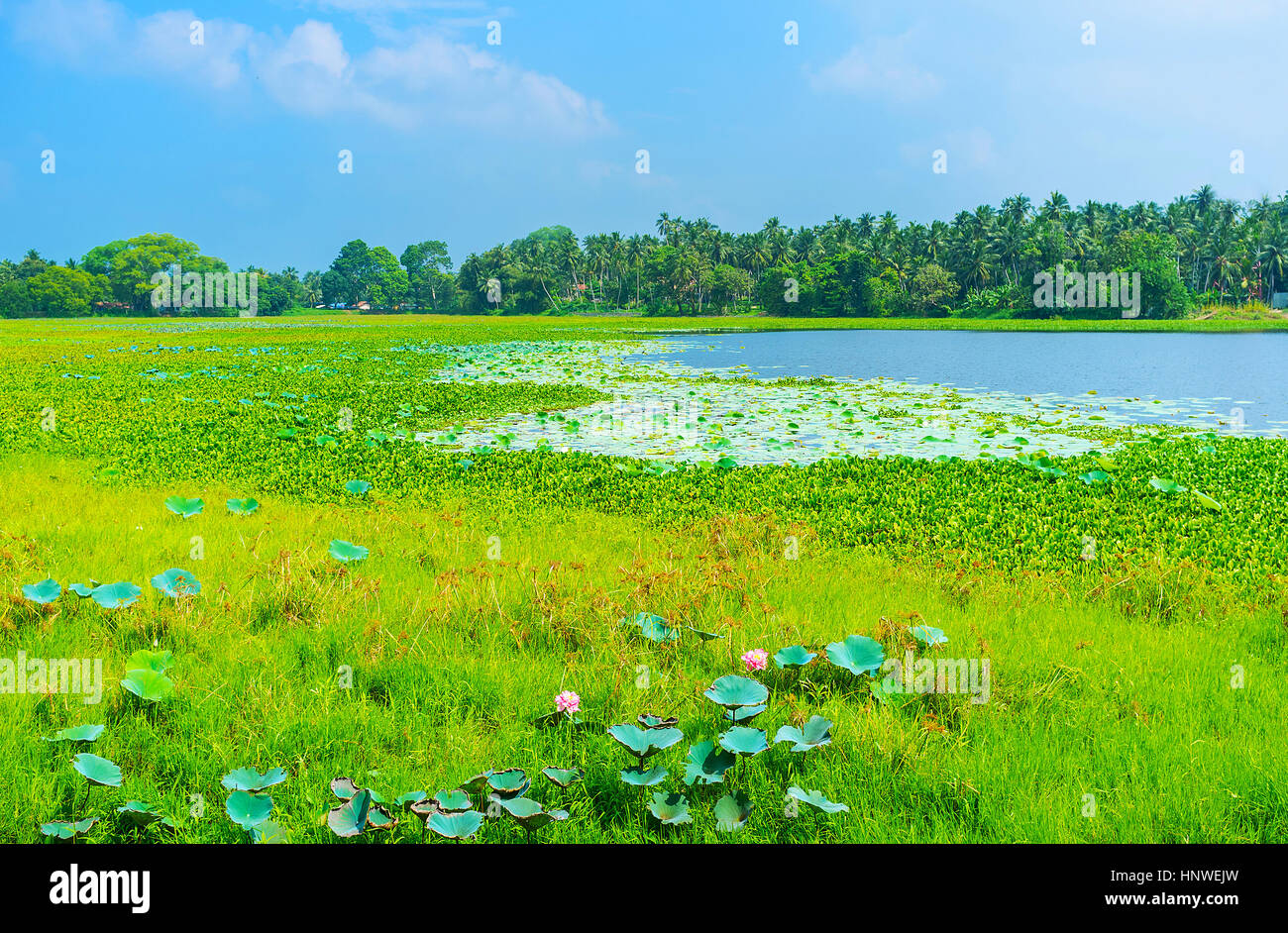 The Kaduhiti lake in Madampe is the nice place to enjoy the wetlands ...