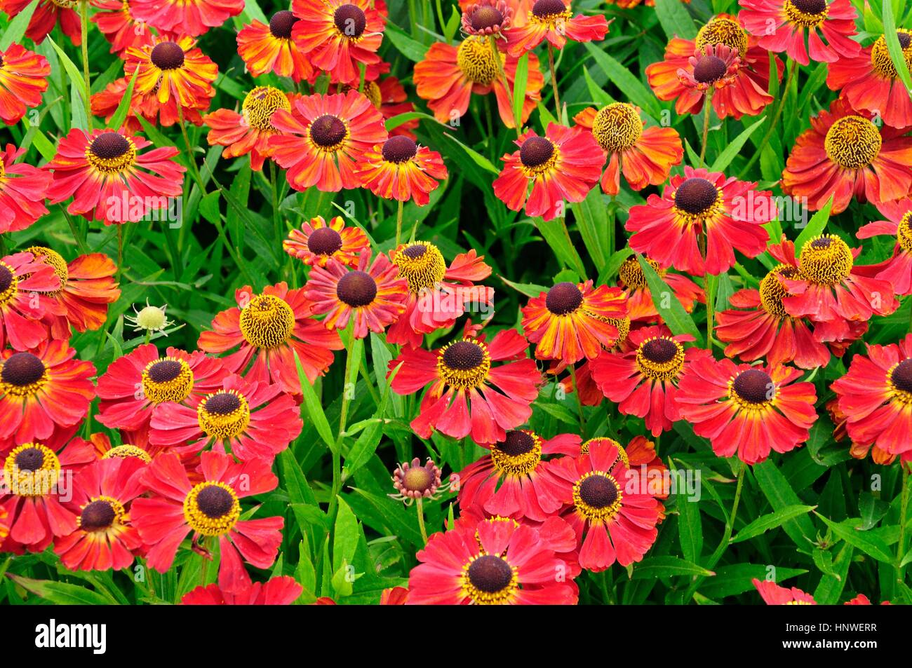 Helens flower sneezeweed helens flower hi-res stock photography and ...