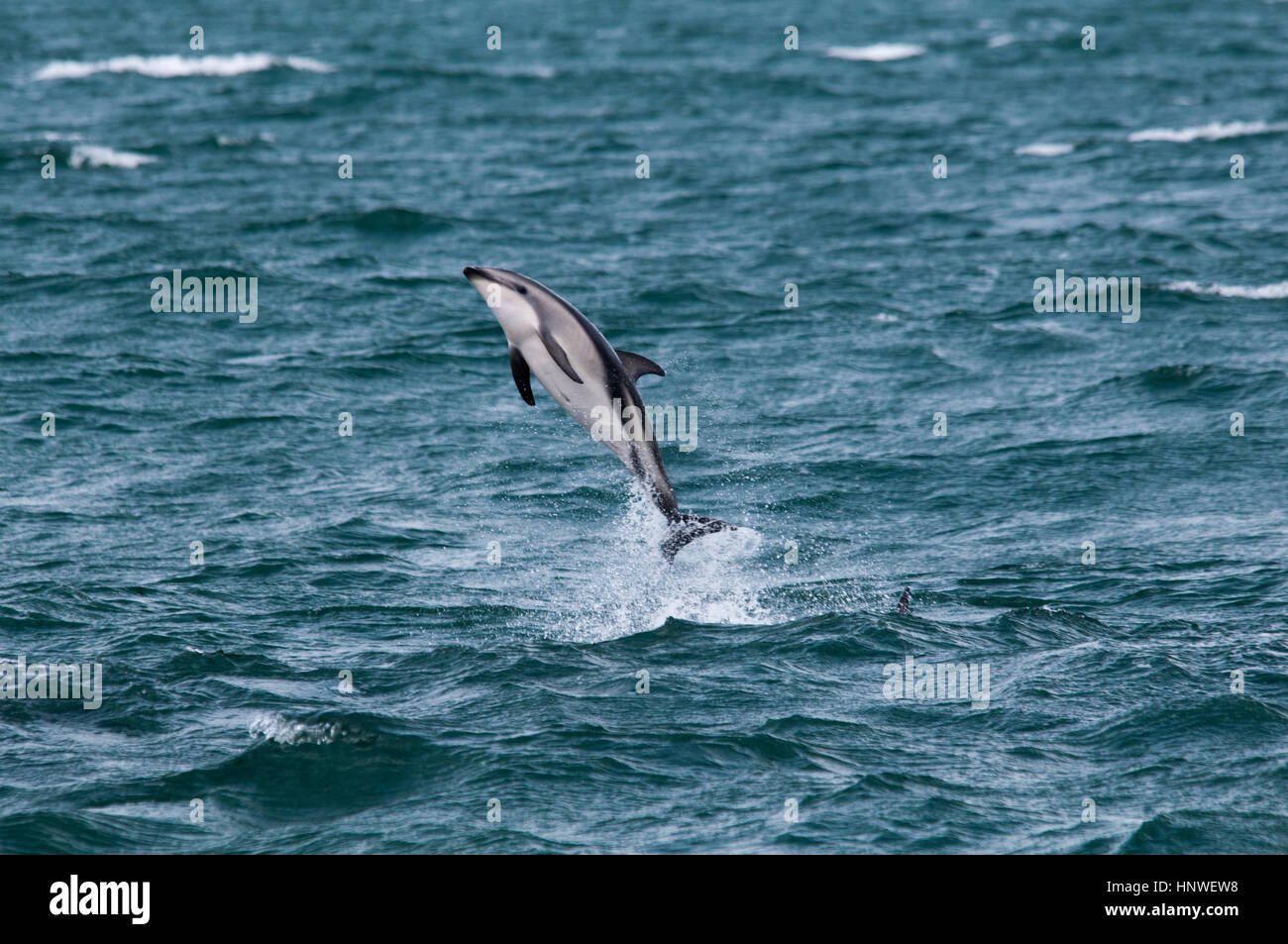 Dusky Dolphin jumping in the Pacific Ocean near Kaikoura in New Zealand ...
