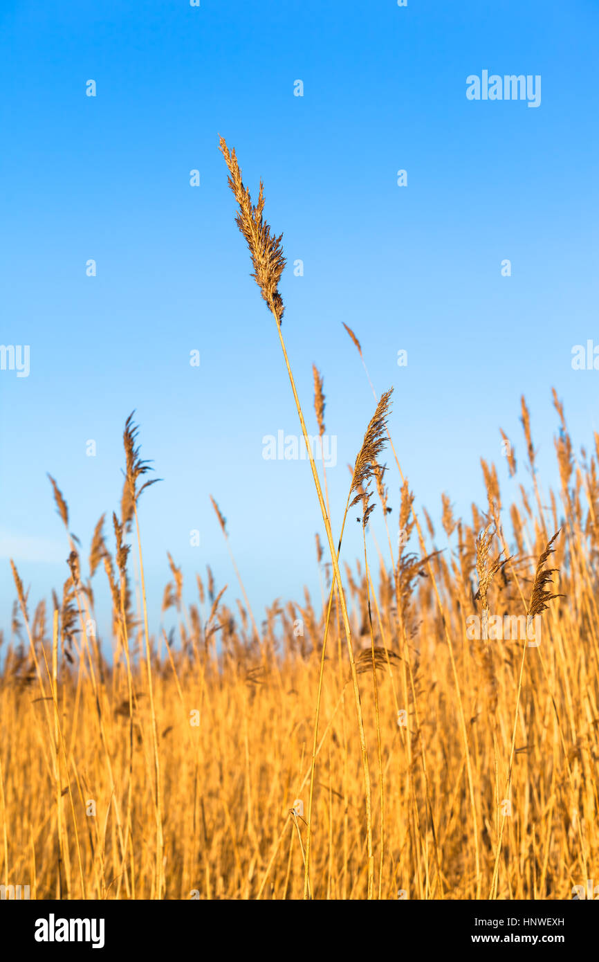 Yellow reed grass at natural incidence and blue sky (copy space Stock ...