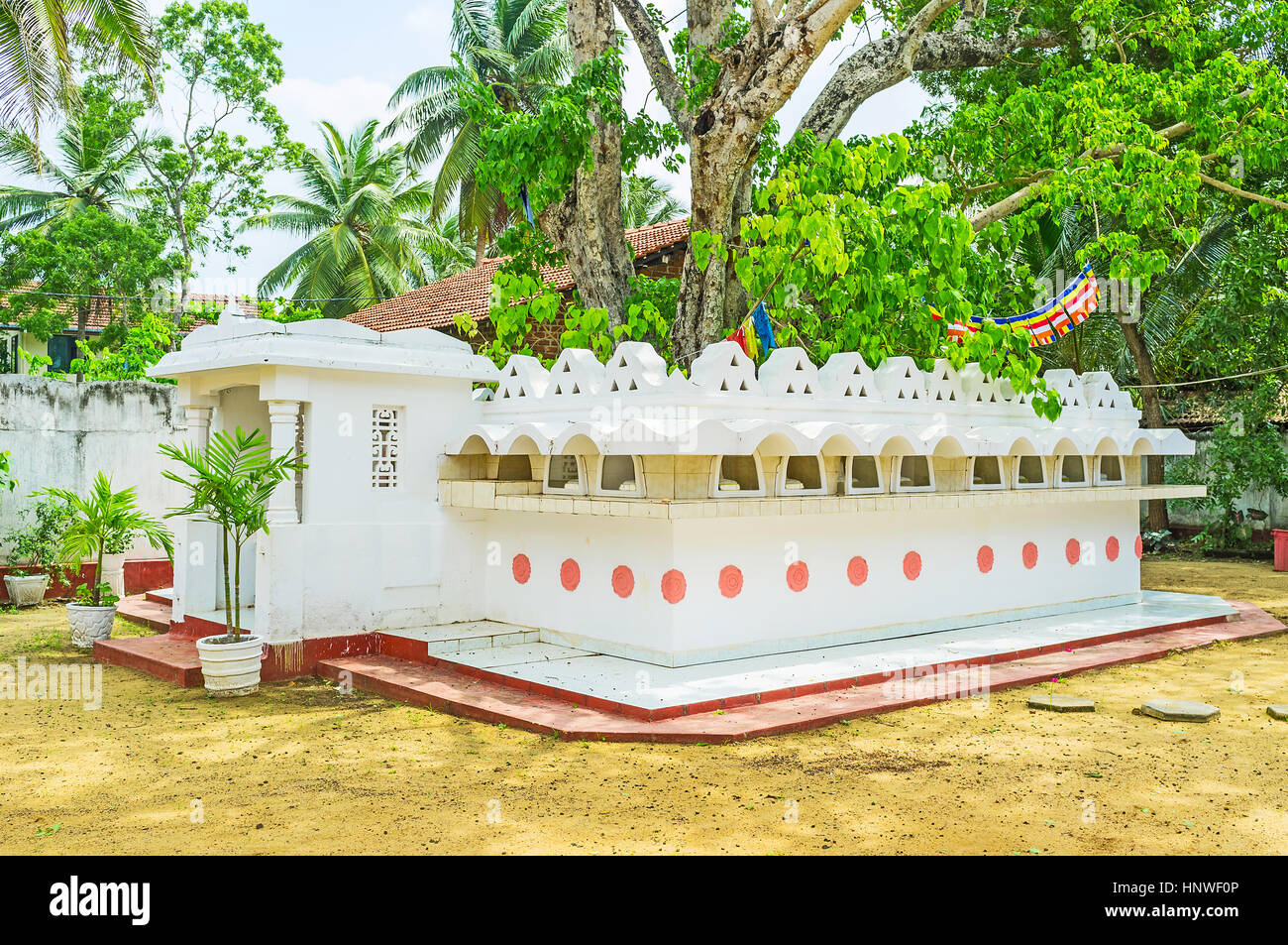 The Bodhi tree of Sri Devagiri Viharaya, surrounded by white wall with ...