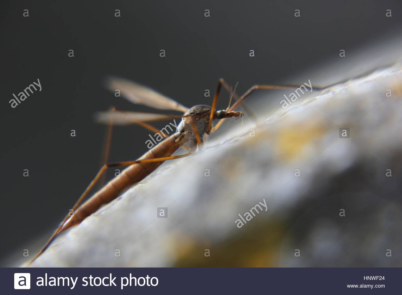 Insect with long legs hi-res stock photography and images - Alamy