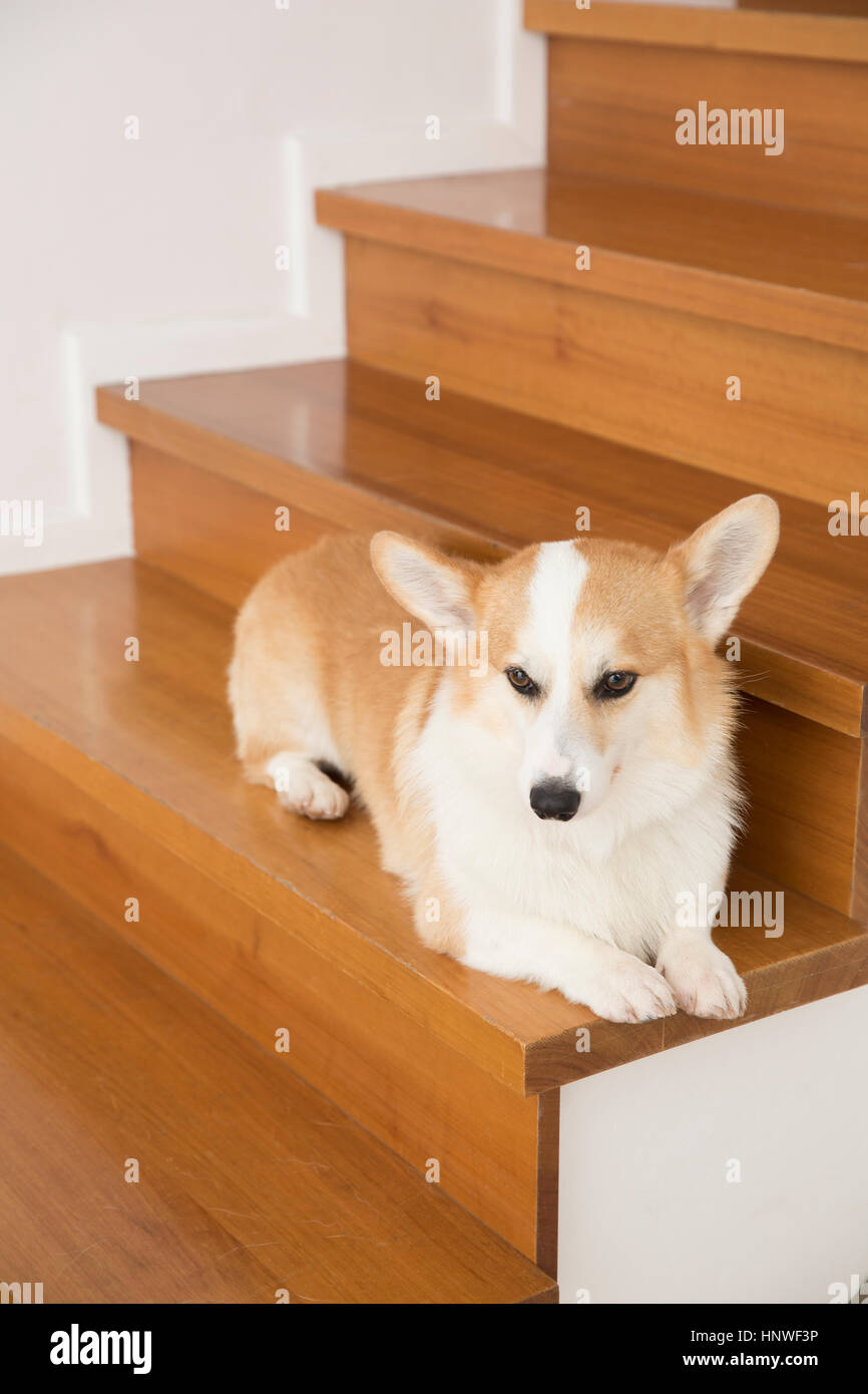 Dog sitting on stairs hi-res stock photography and images - Alamy