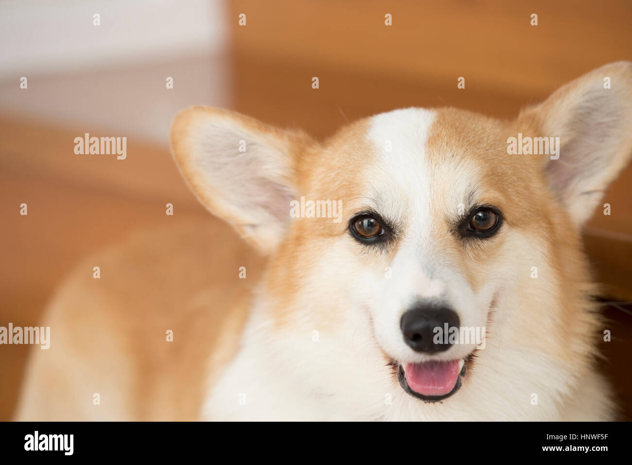 No one animal hi-res stock photography and images - Alamy