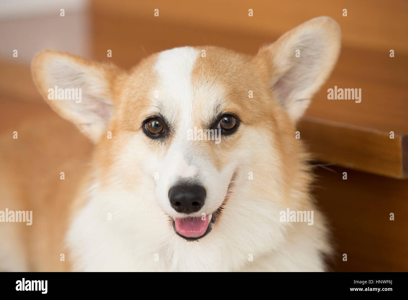 One pet dog Stock Photo - Alamy