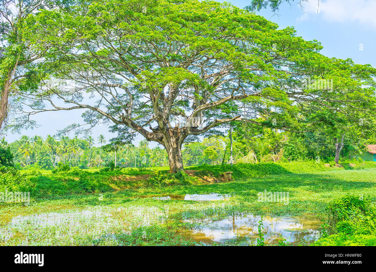 Wariyapola hi-res stock photography and images - Alamy
