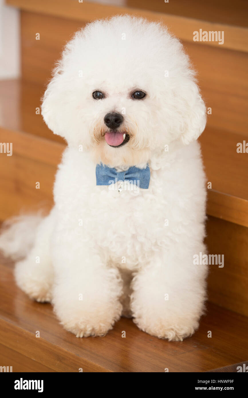 One pet hi-res stock photography and images - Alamy
