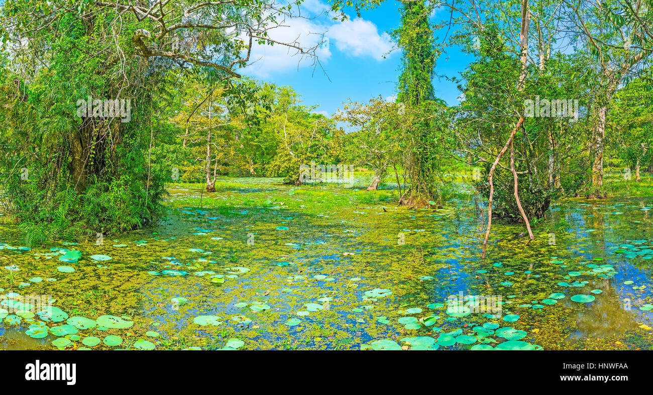 The lush trees grow in freshwater swamp, full of lotuses, Nisala Sewana ...