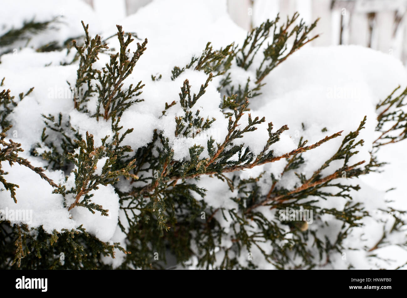 Bushes covered by snow hi-res stock photography and images - Alamy