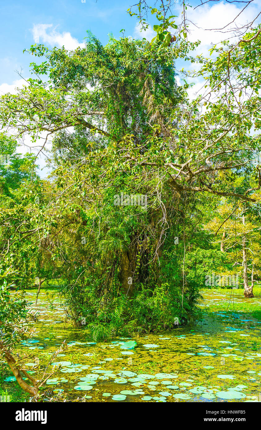 Freshwater Swamp Forest High Resolution Stock Photography and Images ...