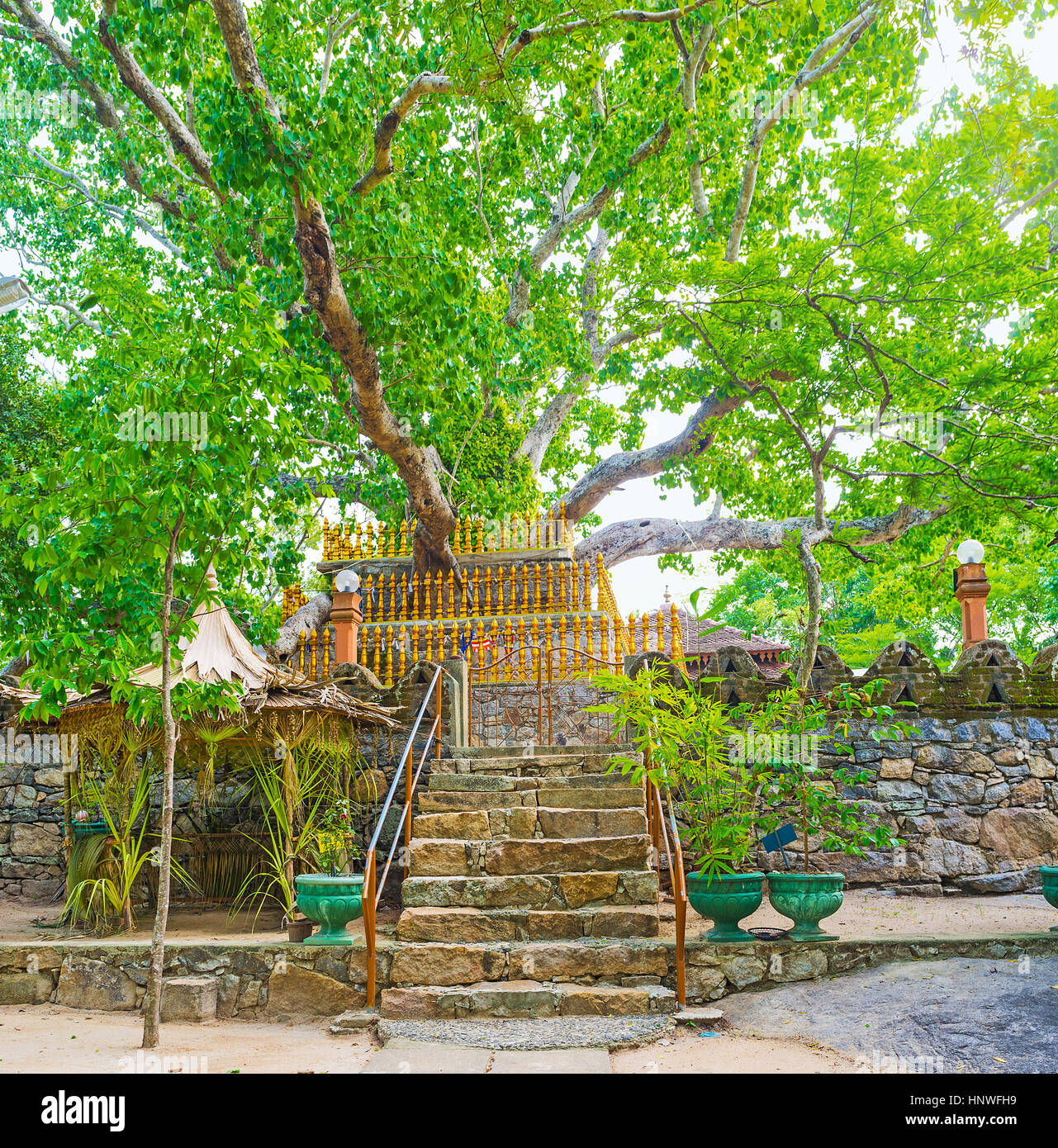 Panoramic view of the giant Bodhi Tree, growing at Sacred Rock in ...