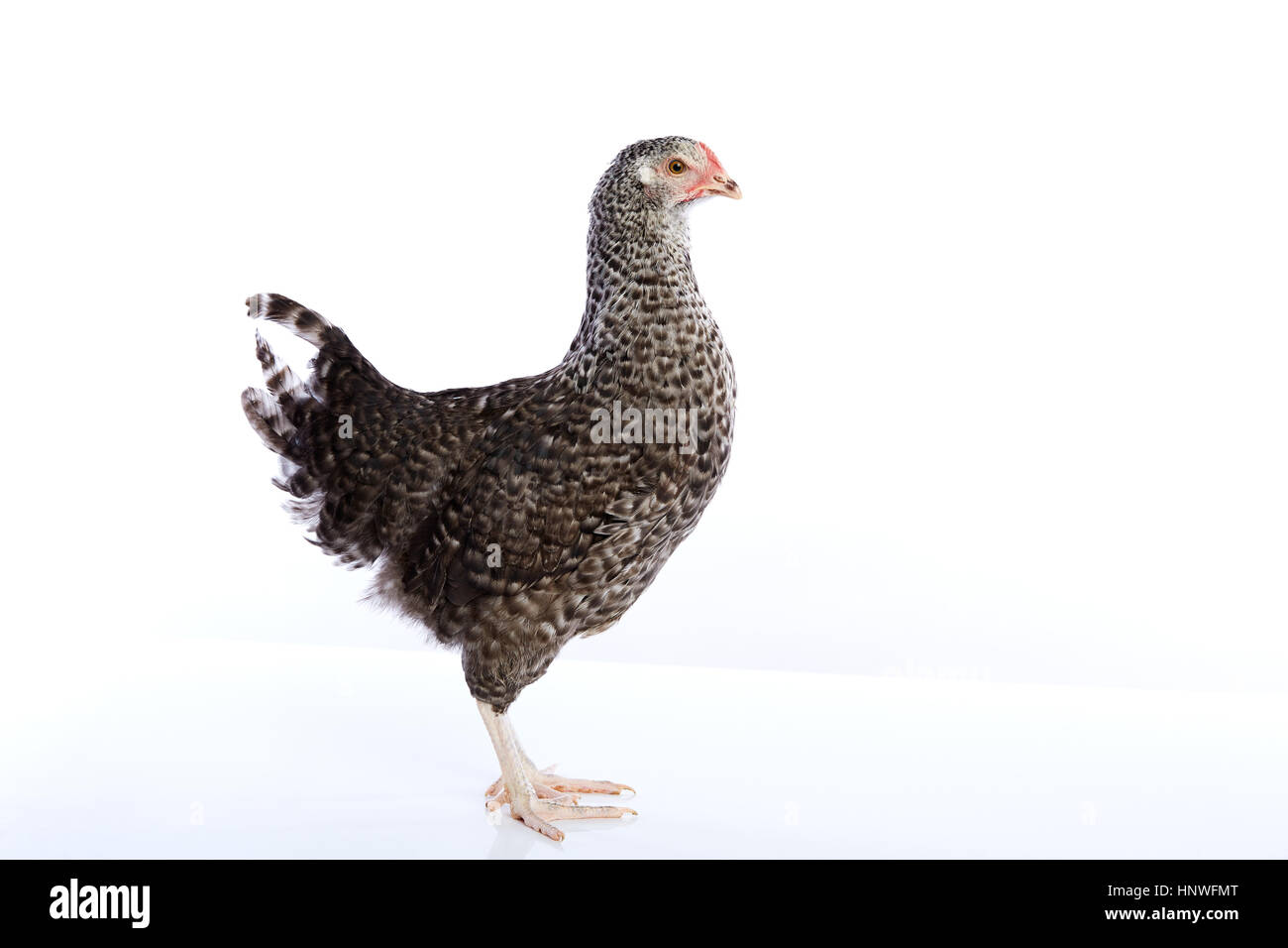 Coucou Cou Marans hen original from France on white background Stock ...