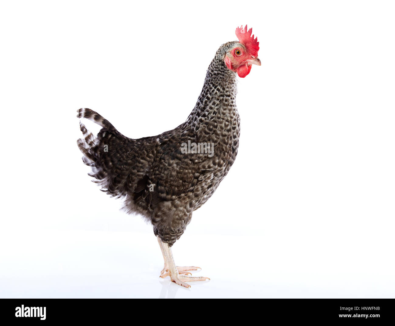 Coucou Cou Marans hen original from France on white background Stock ...