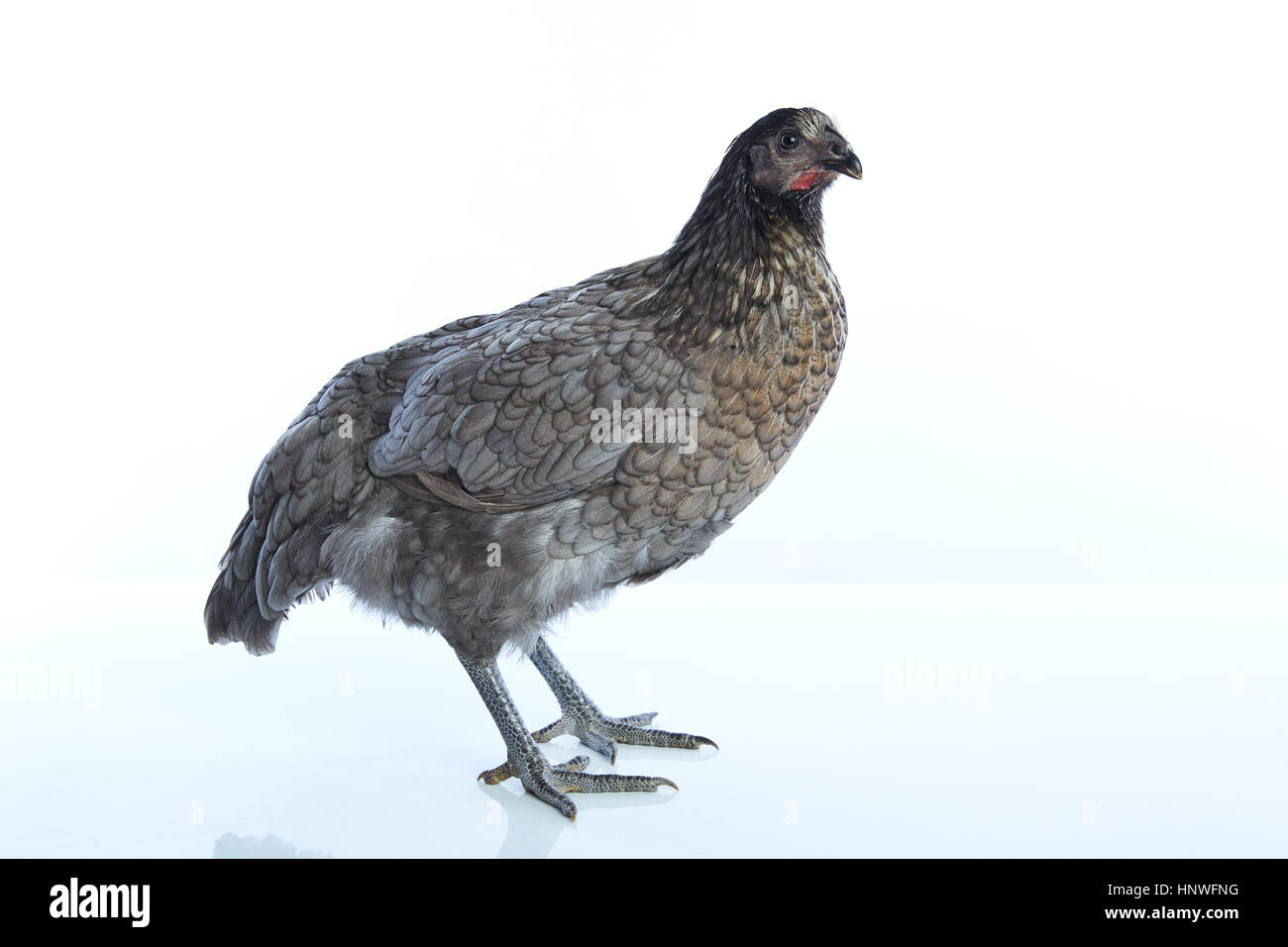 Blue hen chicken delaware hi-res stock photography and images - Alamy
