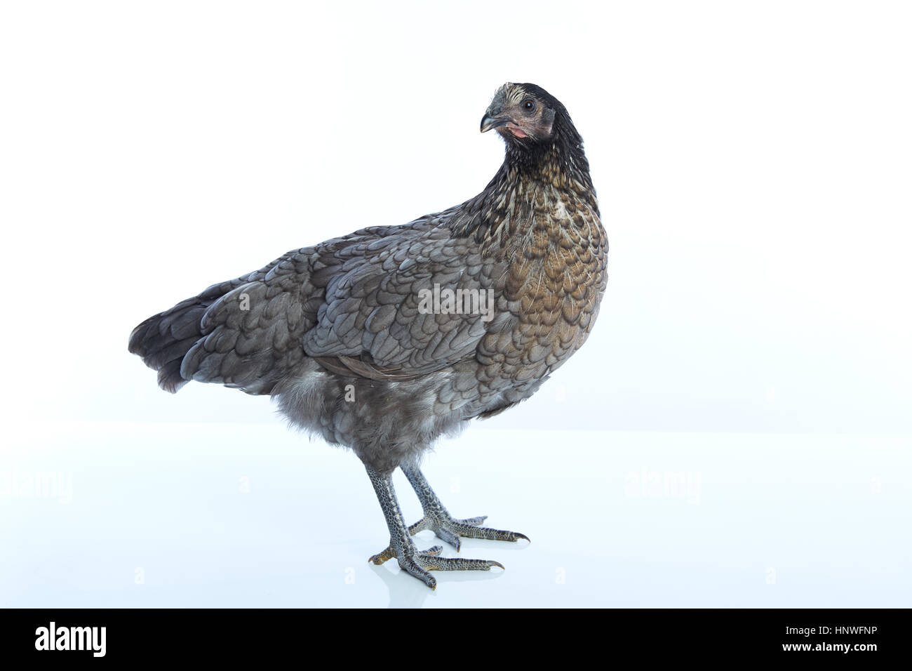 Blue hen chicken delaware hi-res stock photography and images - Alamy