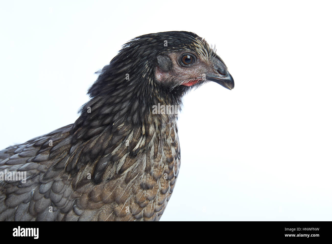 Bigblue Delaware big blue hen biblue dark color on white background ...