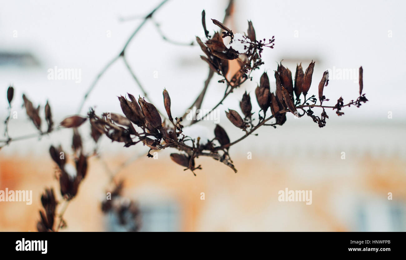Lilac tree seed hi-res stock photography and images - Alamy