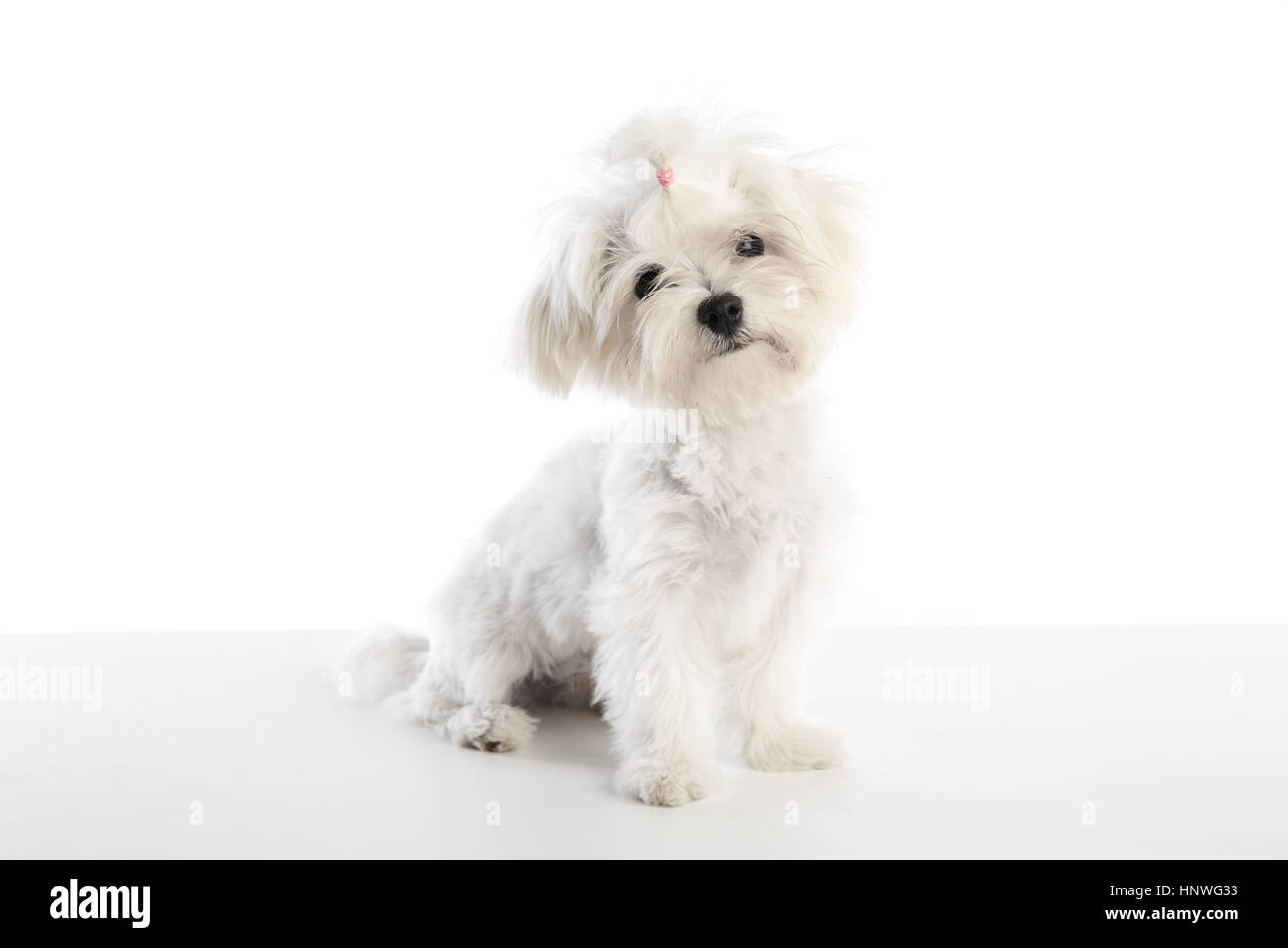 Maltichon puppy also Bichon Maltese doggy on white background Stock ...