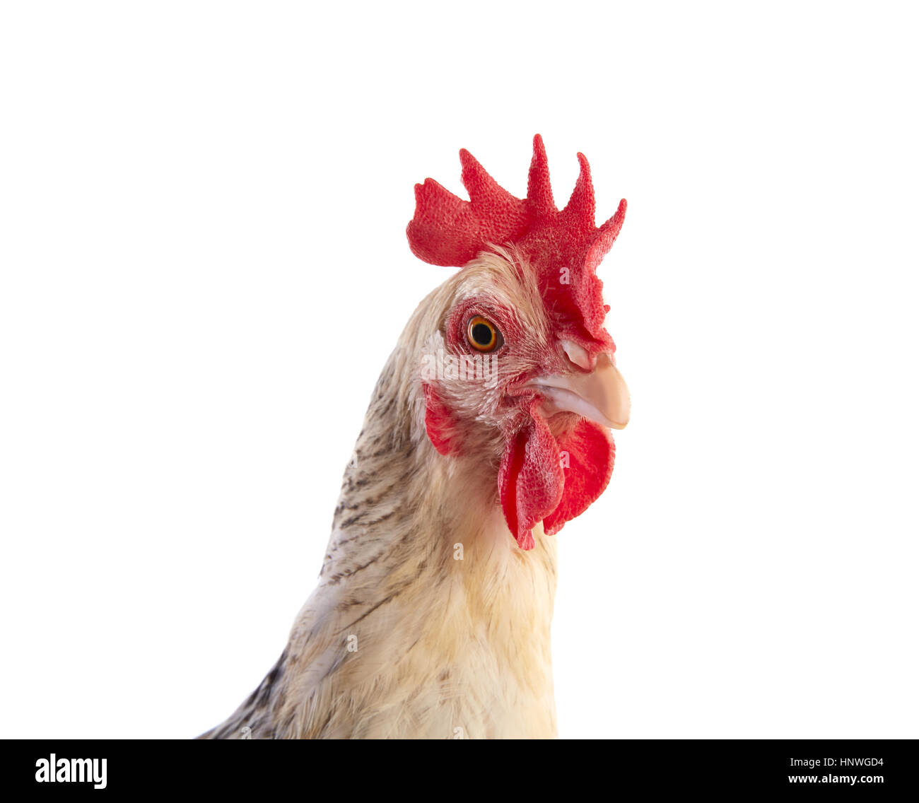 Sussex hen original from England on white background Stock Photo - Alamy