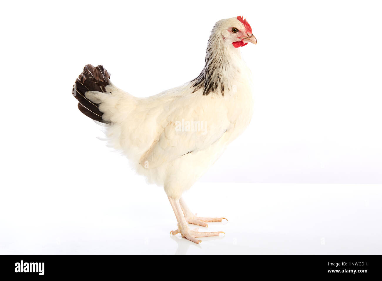 Sussex hen original from England on white background Stock Photo - Alamy