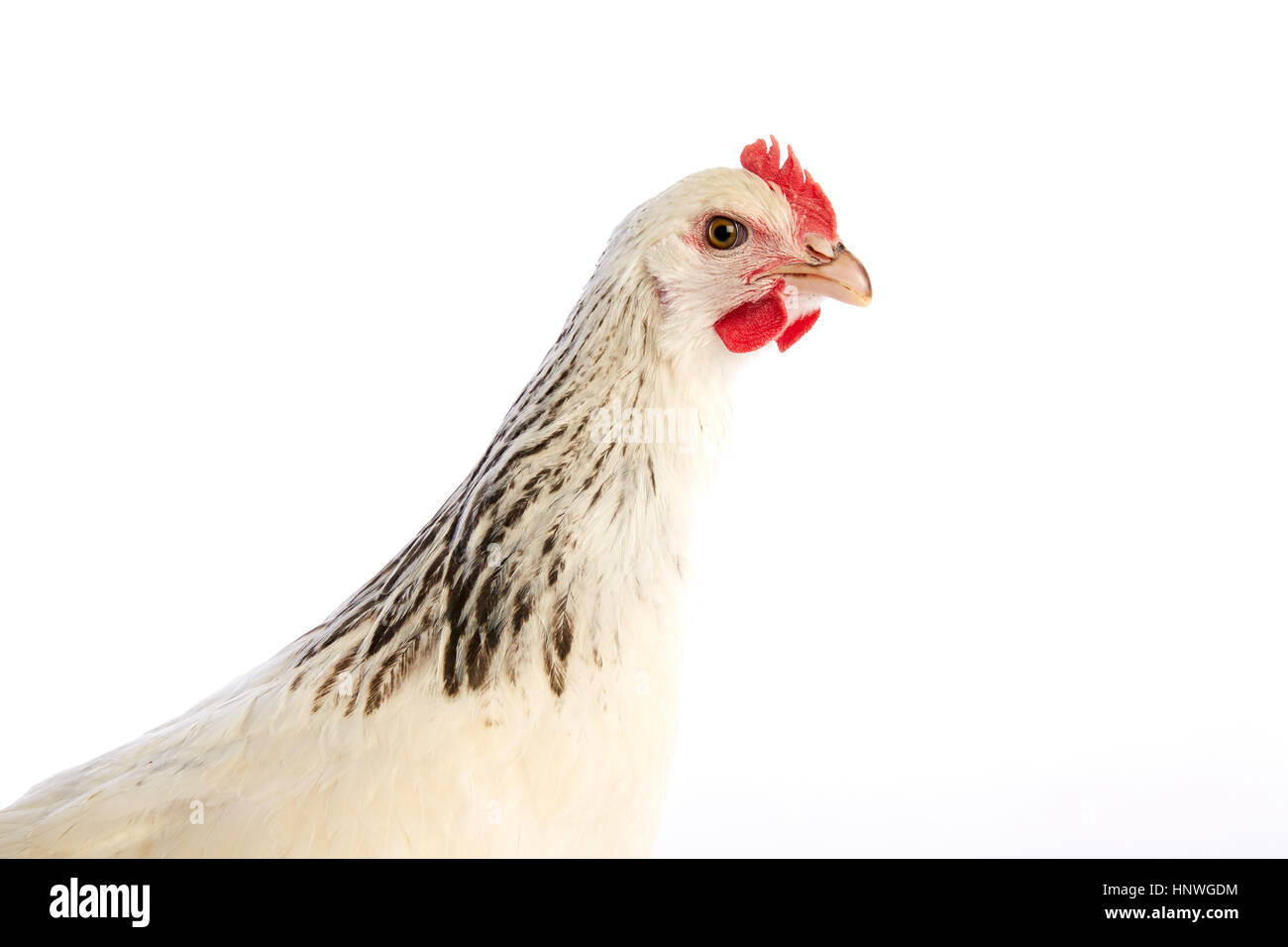 Sussex hen original from England on white background Stock Photo - Alamy