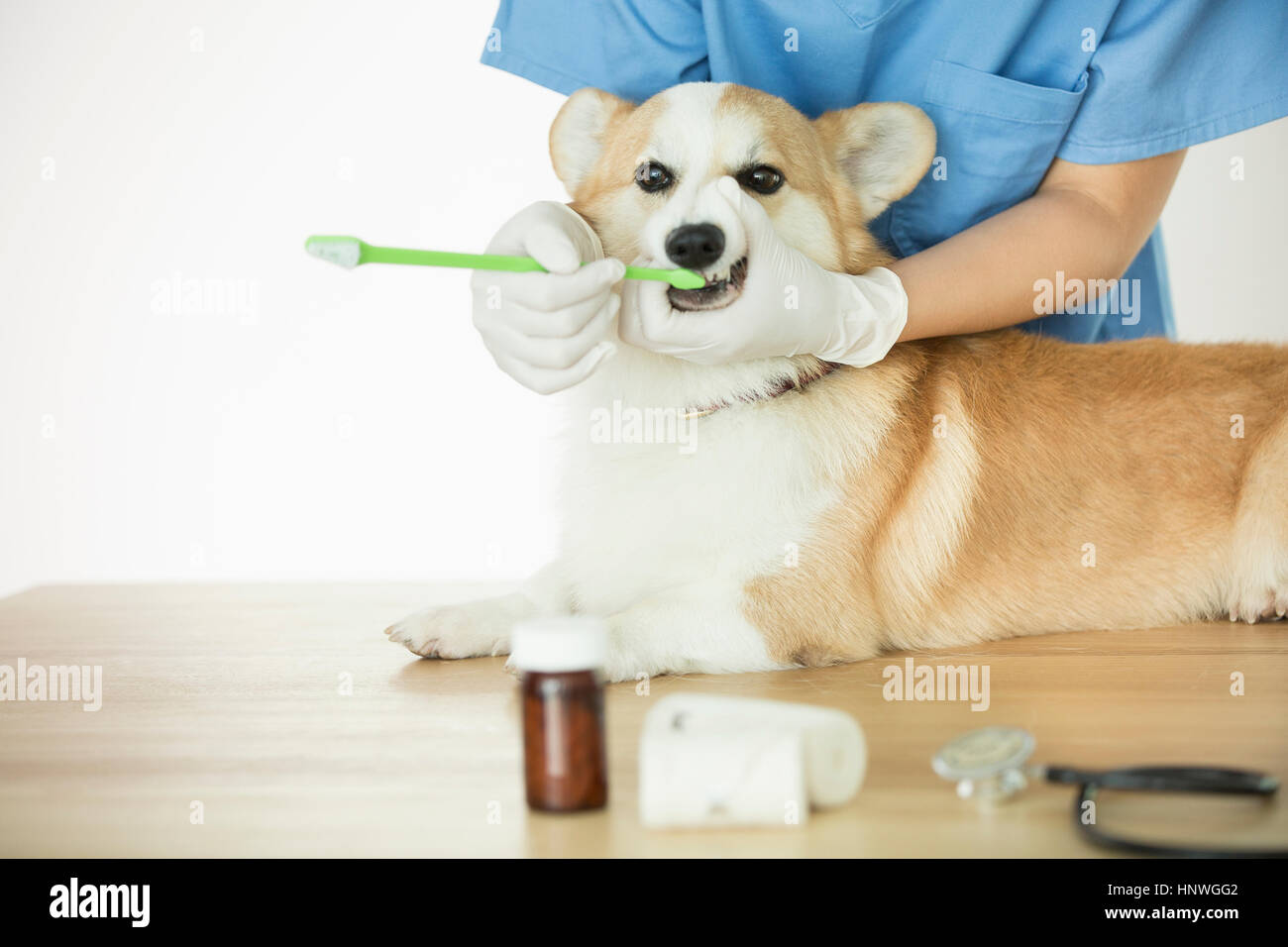 Taking care of your dog hi-res stock photography and images - Alamy