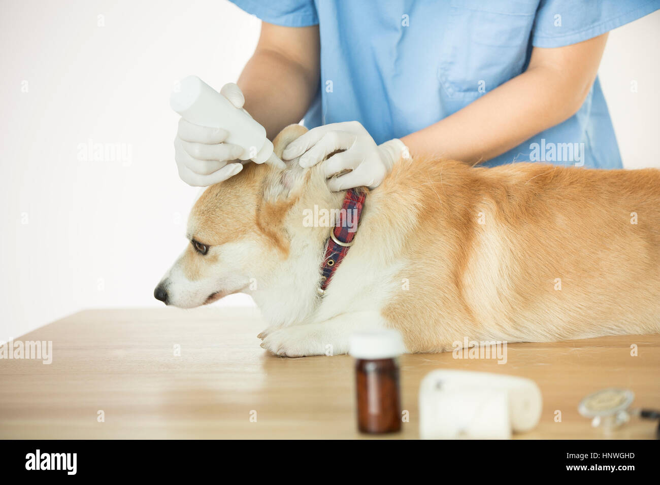 Female vet taking care of pet Stock Photo - Alamy