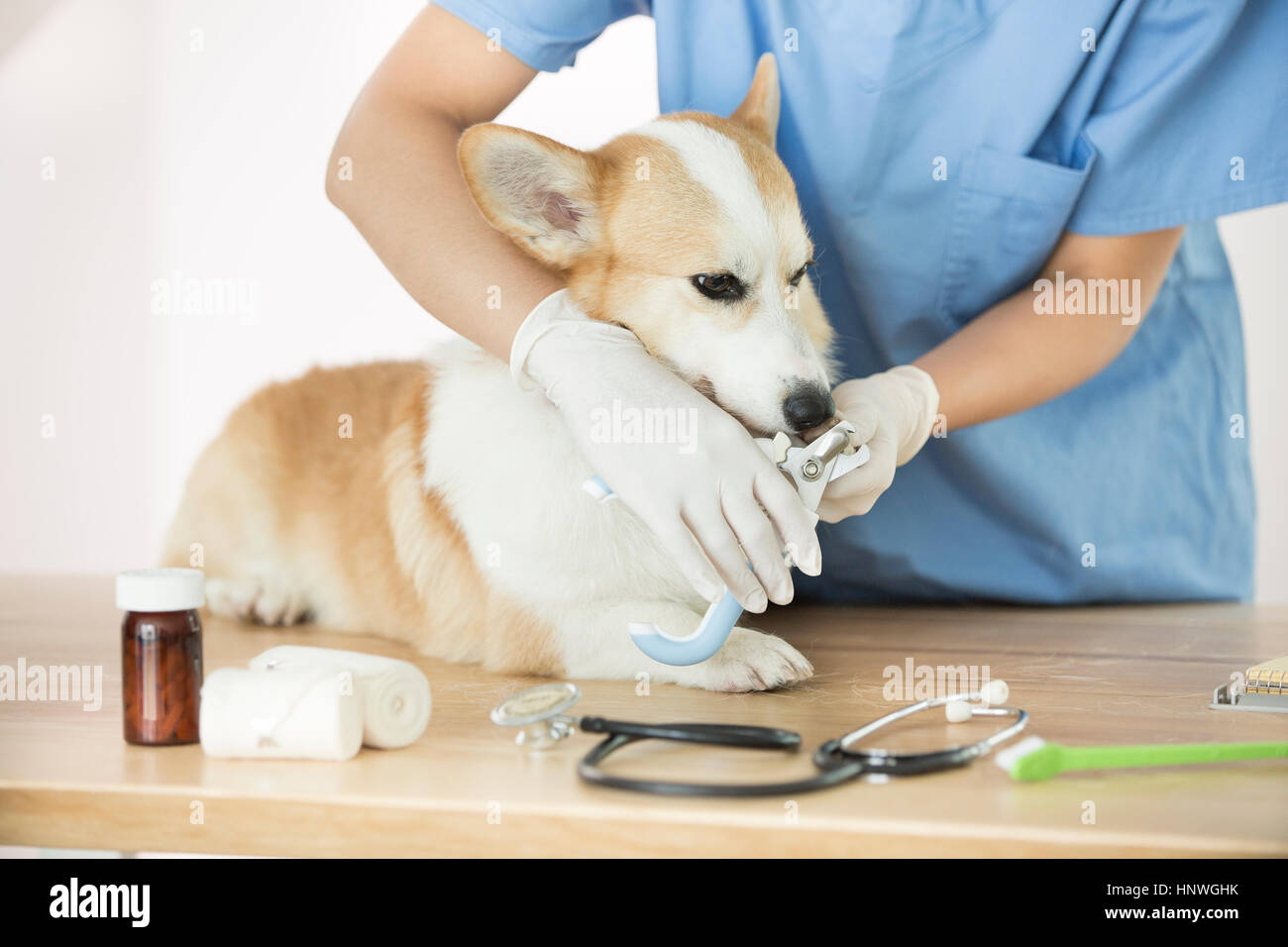 Dog woman taking part hi-res stock photography and images - Alamy