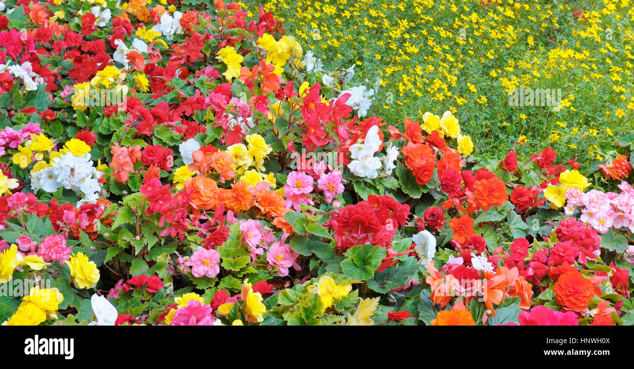 beautiful background of bright garden flowers Stock Photo - Alamy