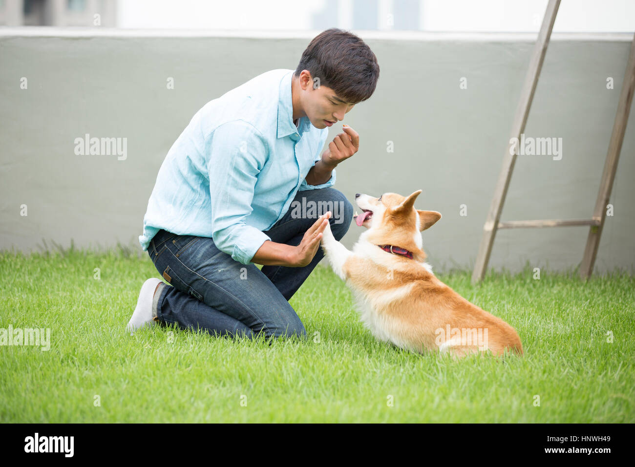 Pet dog training hi-res stock photography and images - Alamy