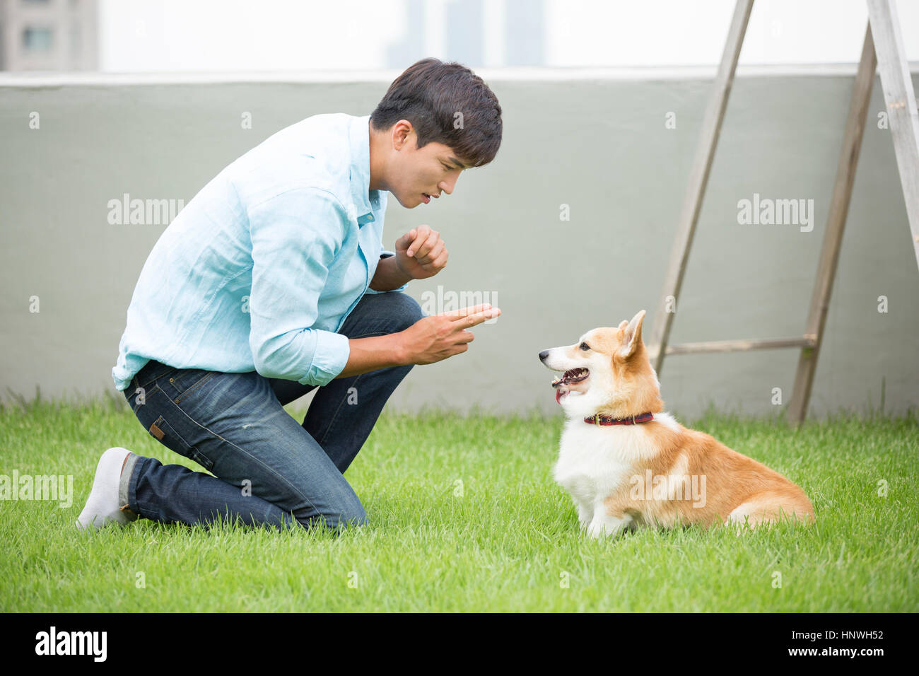 Man training his pet dog Stock Photo - Alamy