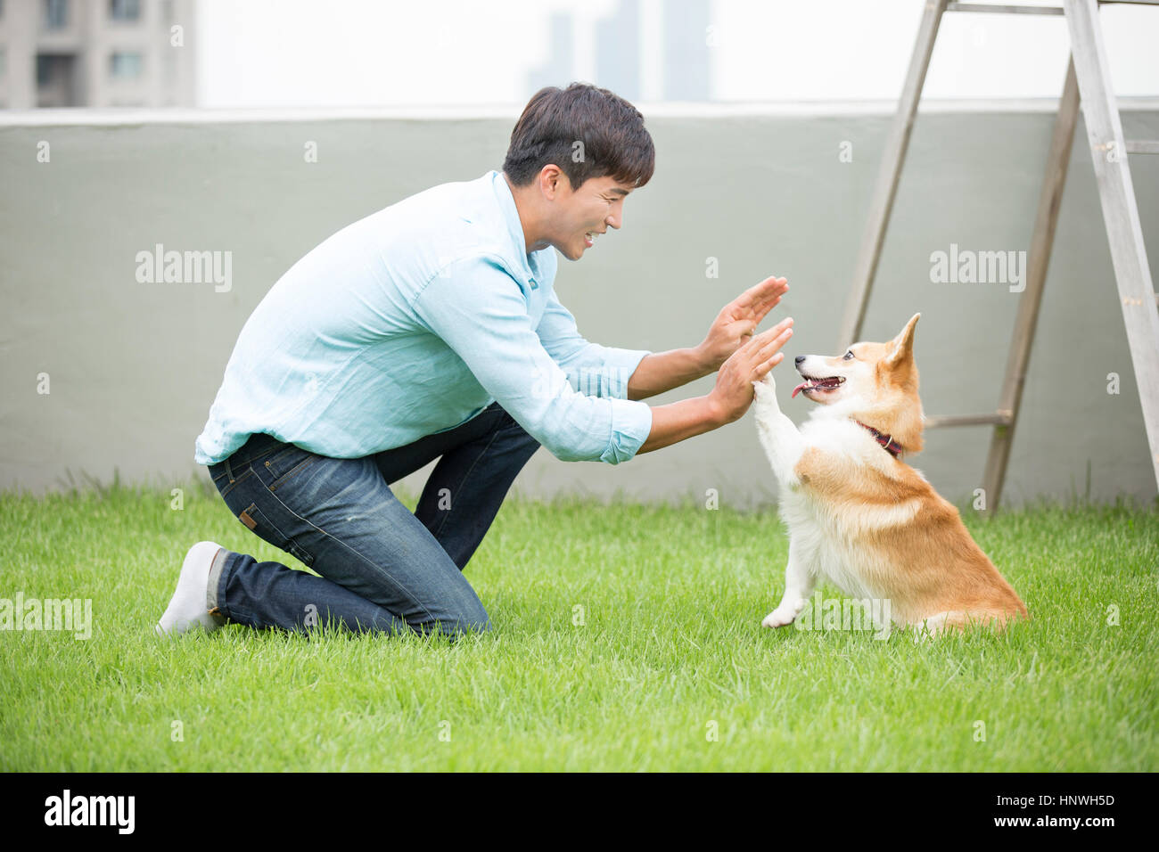 Man training his pet dog Stock Photo - Alamy