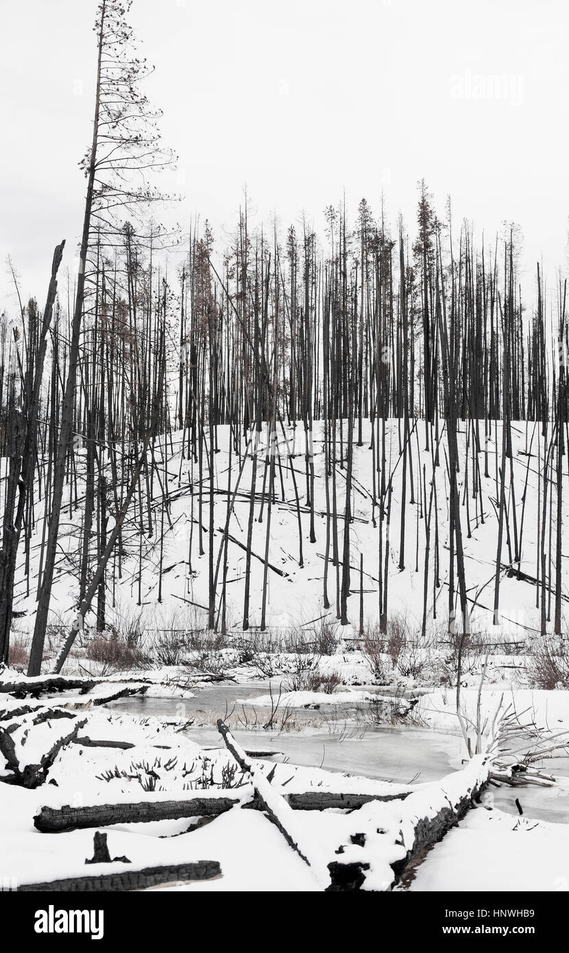 Bare burnt trees on snow covered hill in Sawtooth National Forest ...