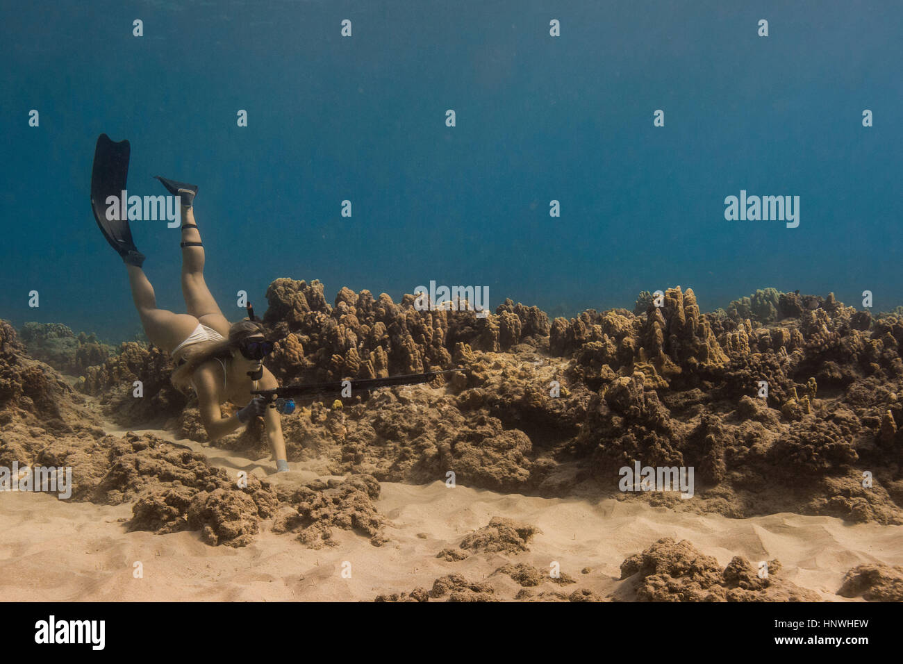 Spearfishing hawaii hi-res stock photography and images - Alamy