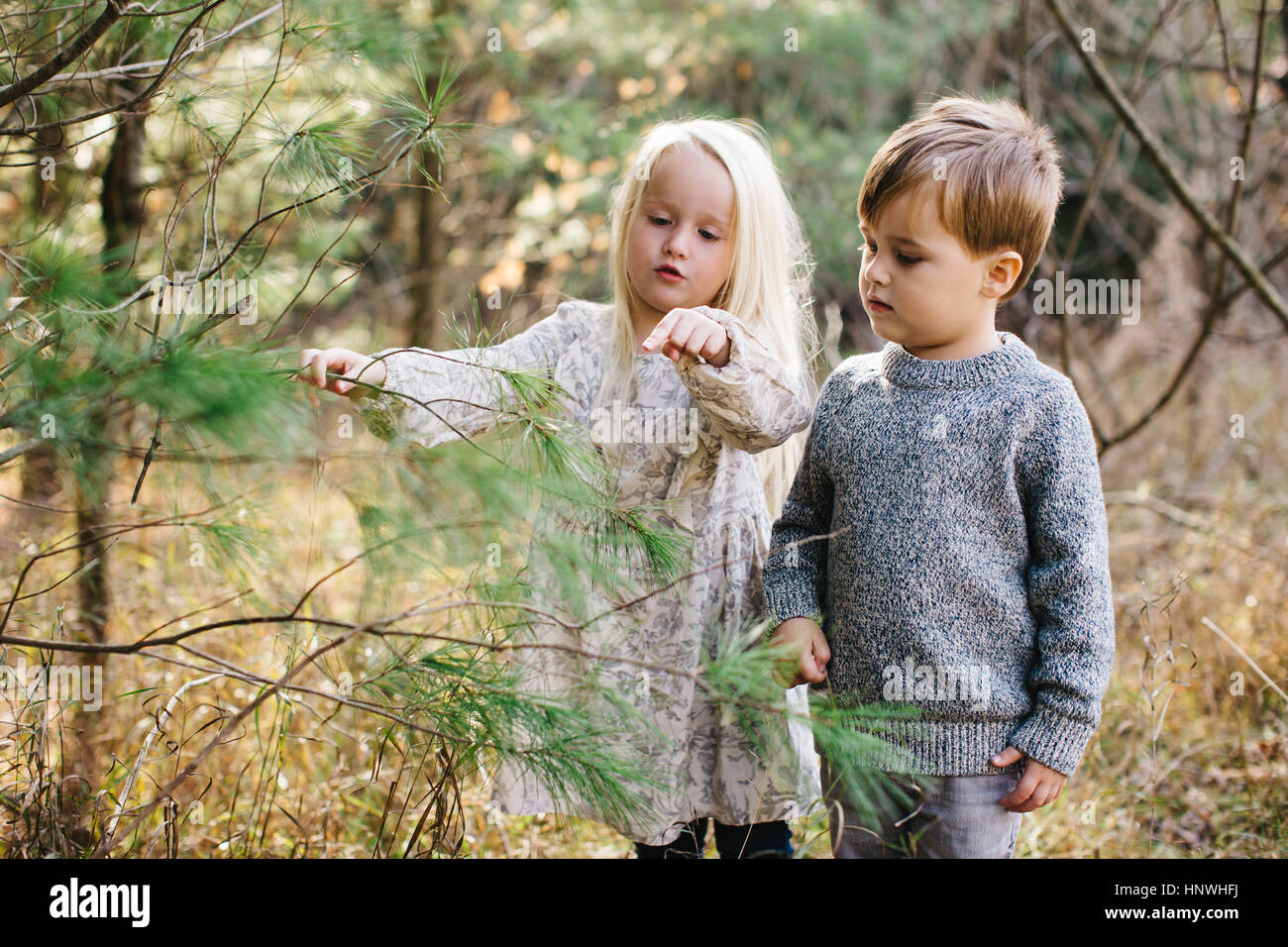 Siblings looking and pointing at tree in forest Stock Photo - Alamy