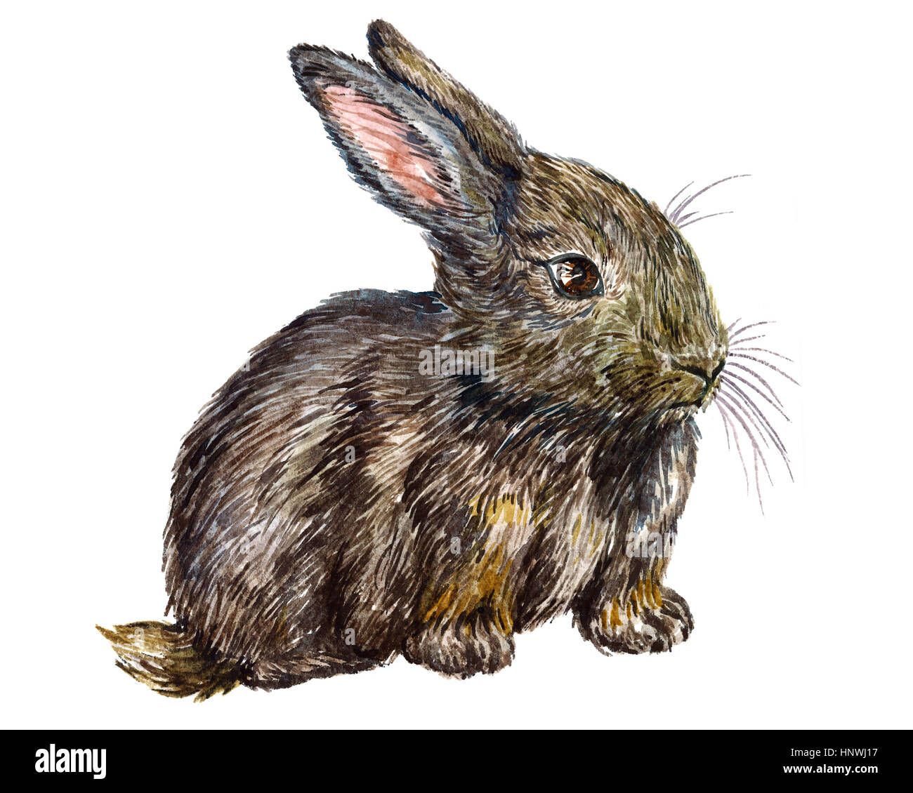 Gray fluffy hare (rabbit) siting, isolated hand painted naturalistic ...