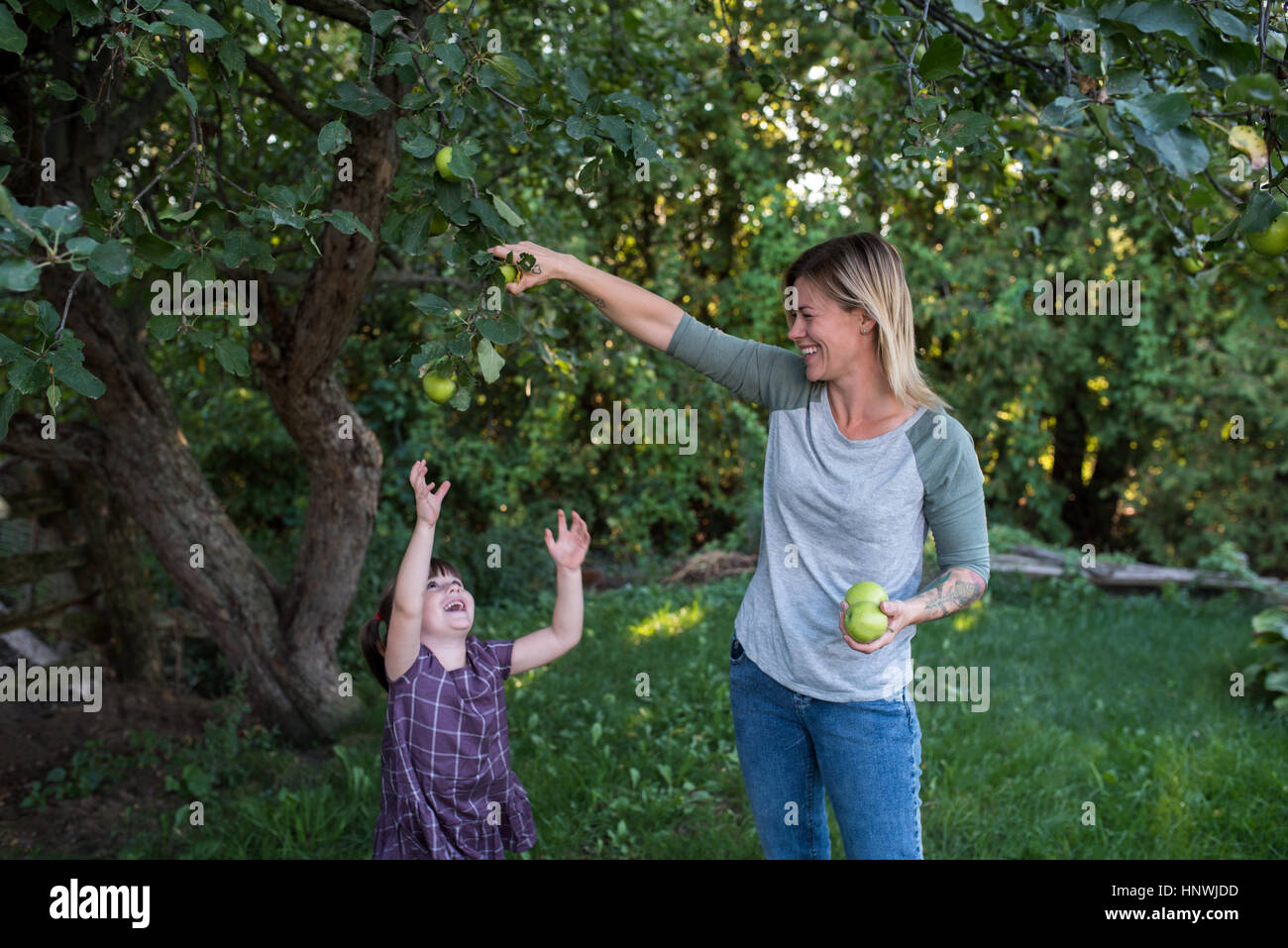 People reaching fruit on tree hi-res stock photography and images - Alamy