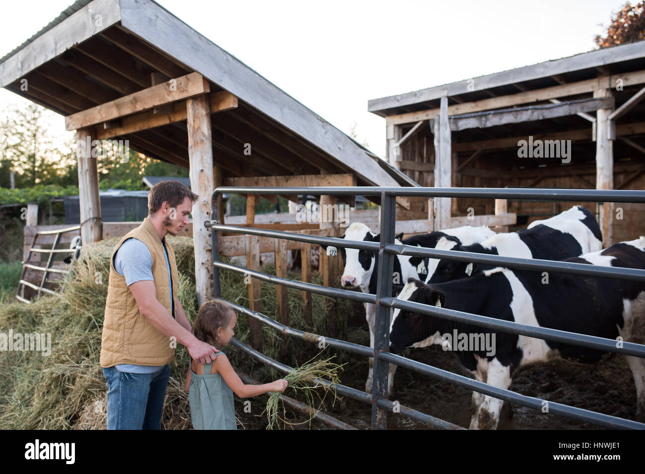 Father and daughter beside cow shed, daughter feeding hay to cow Stock ...