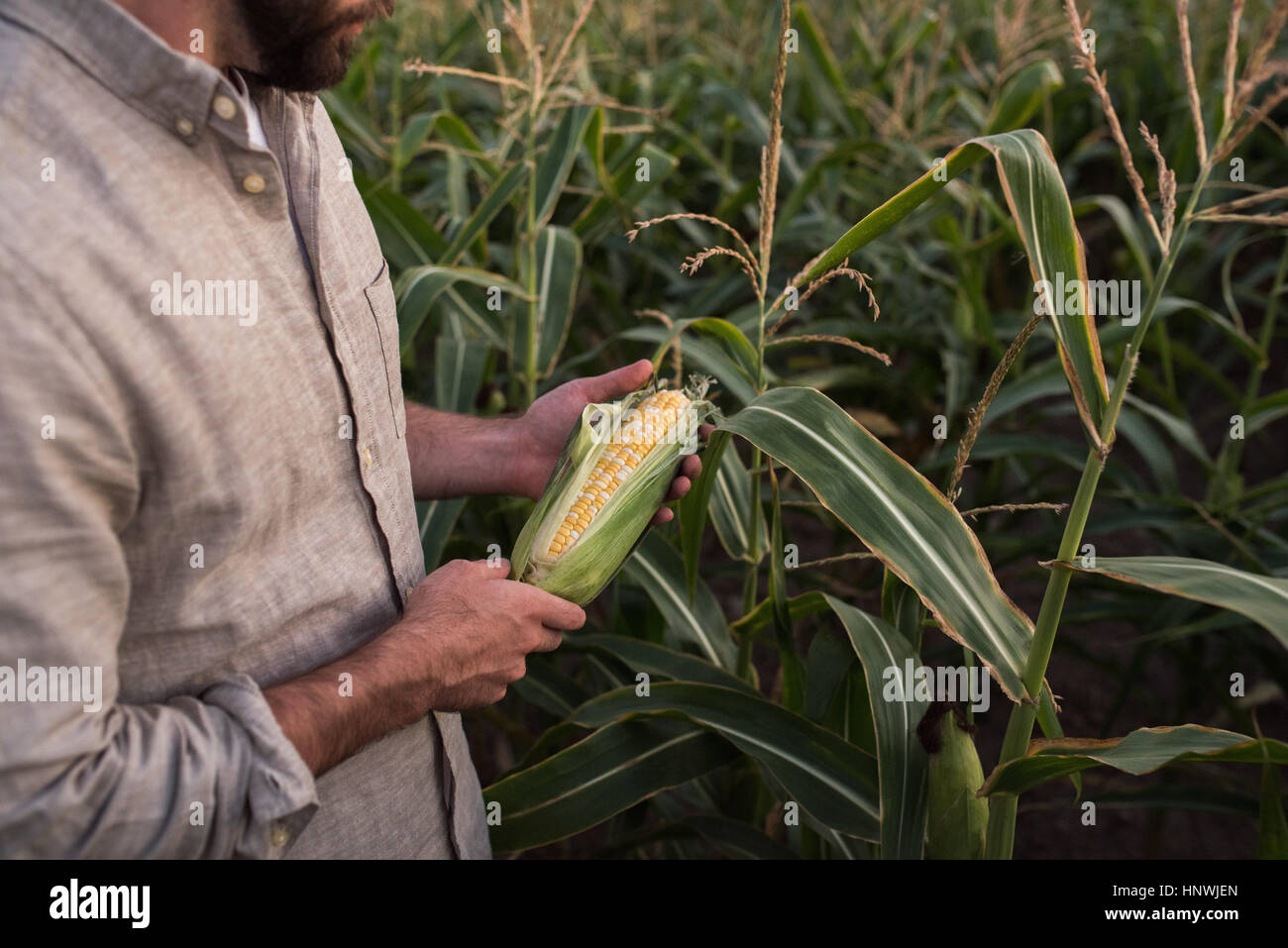 Farmer holding freshly picked corn, mid section Stock Photo - Alamy