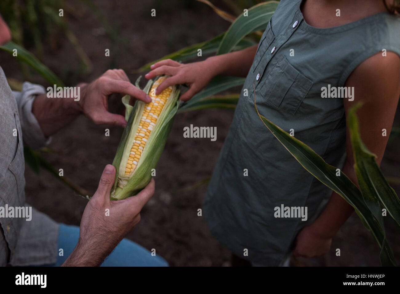 Father showing daughter freshly picked corn, mid section Stock Photo ...