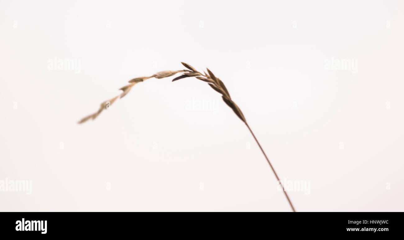 English grass seeds hi-res stock photography and images - Alamy