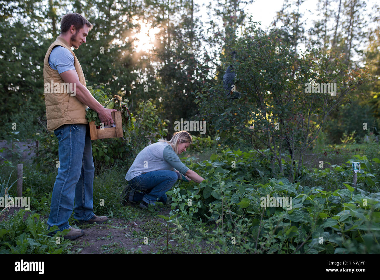 Woman picking crops on farm, man holding crate of crops Stock Photo - Alamy