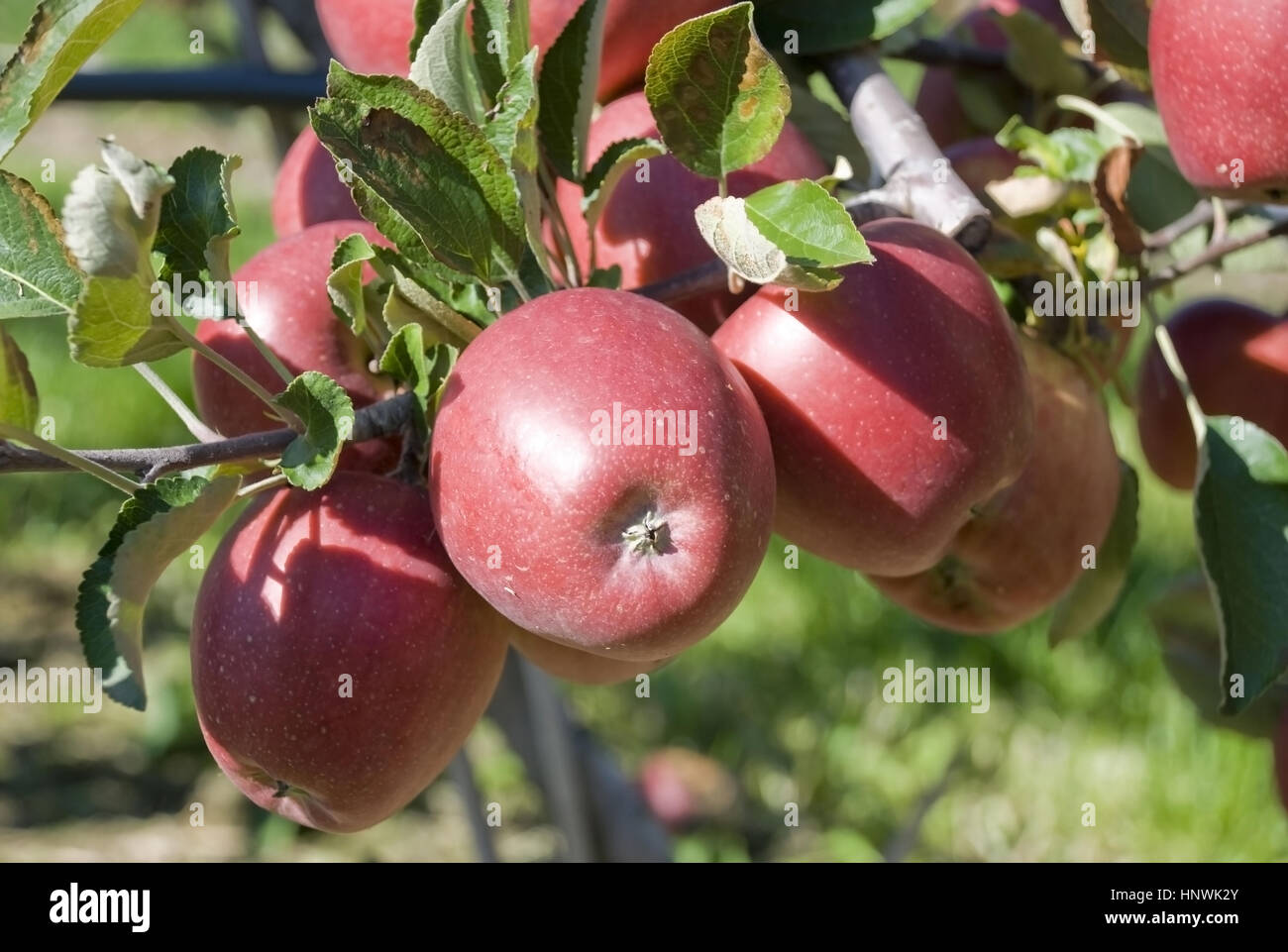 Roter apfelbaum hi-res stock photography and images - Alamy