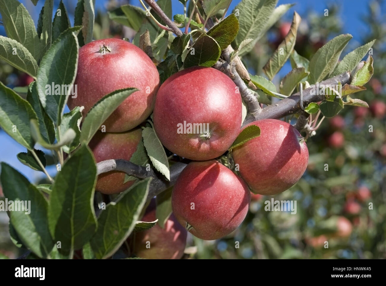 Roter apfelbaum hi-res stock photography and images - Alamy