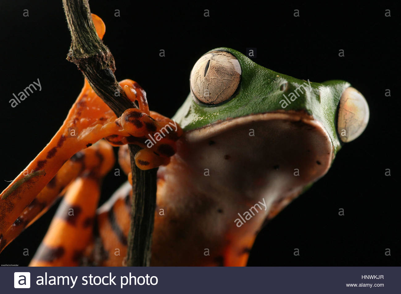Guyane Francaise Stock Photos & Guyane Francaise Stock Images - Alamy