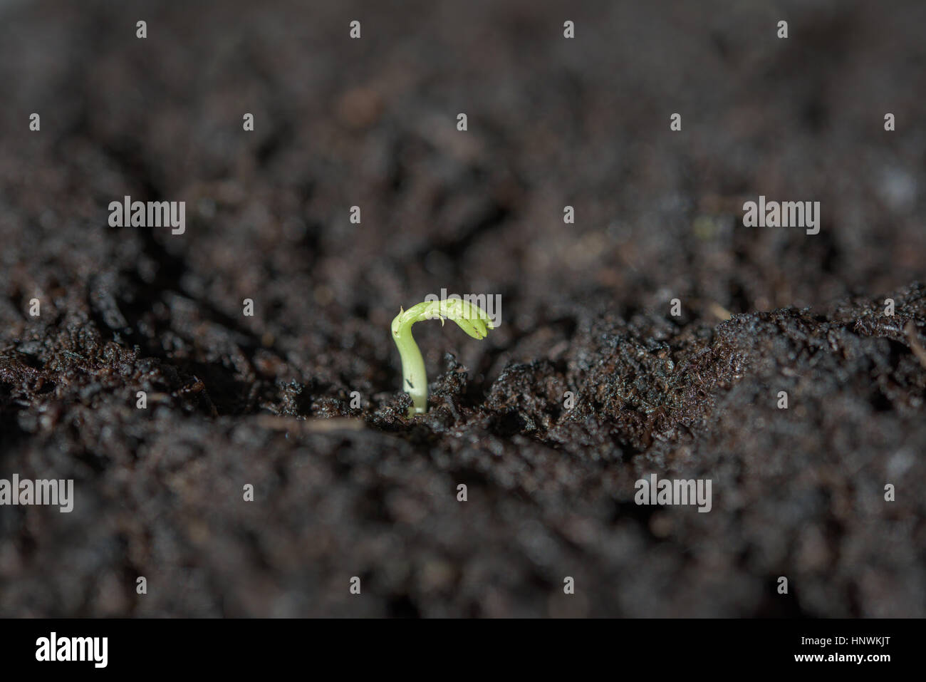 Single growing seed above ground- new life Stock Photo - Alamy