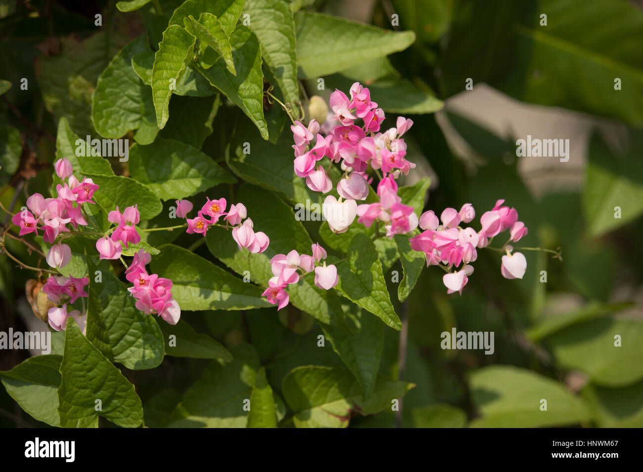 Close up of Small Pink mix white flower , Mexican creeper flower Stock ...