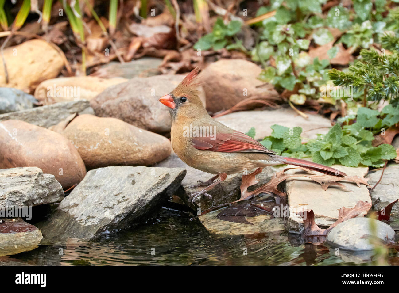 Northern cardinal drinking water hi-res stock photography and images ...