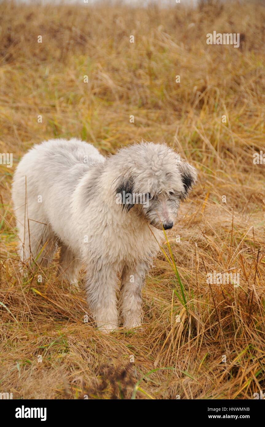 The South Russian shepherd puppy Stock Photo - Alamy